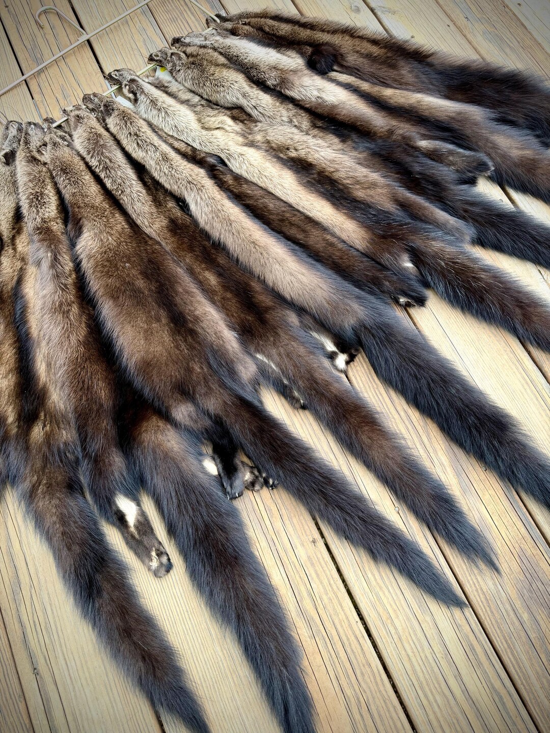 Maine Fisher Pelt (male) - Prime, Professionally Soft Tanned/garment ...