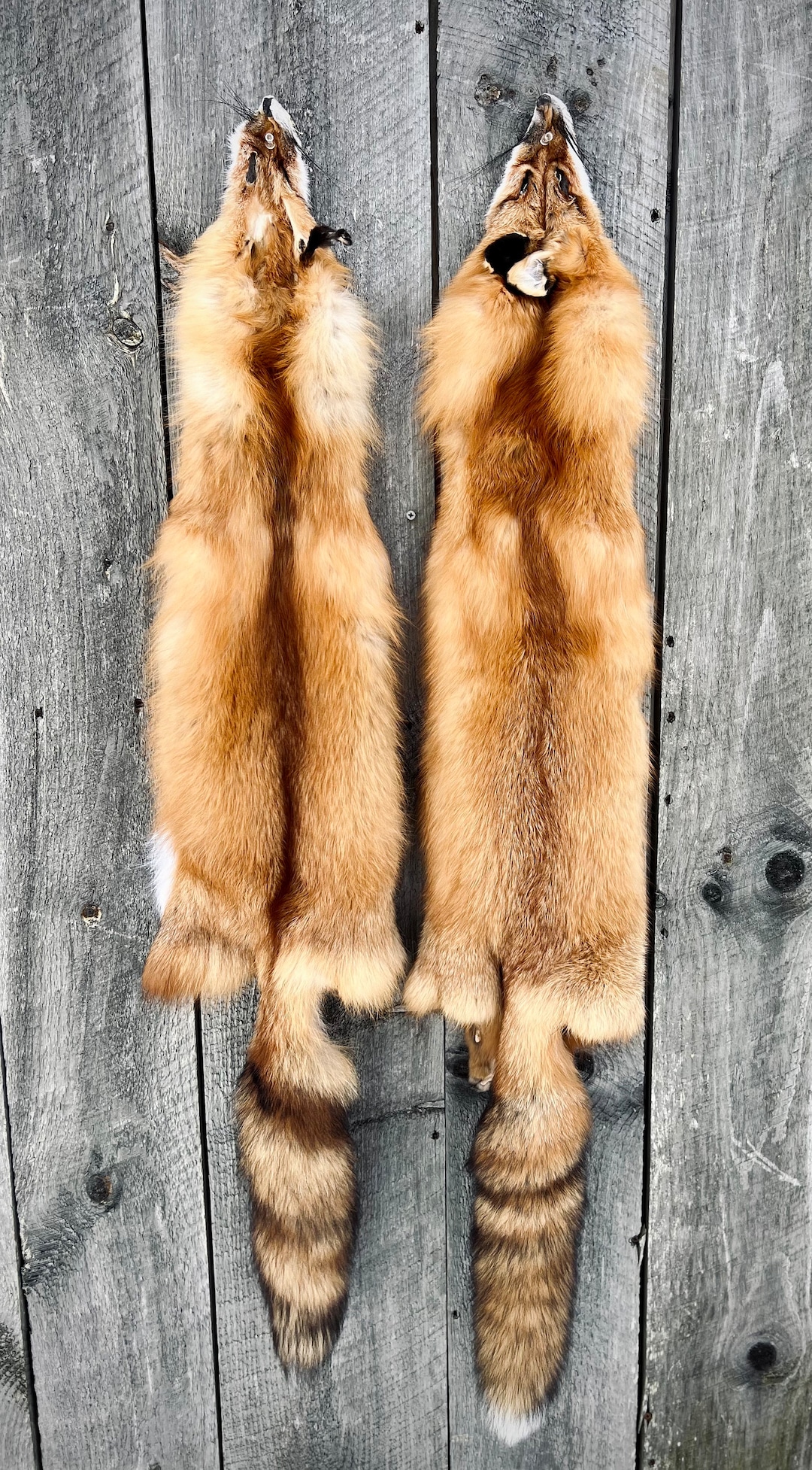 XL Maine Red Fox Pelt, Prime, Professionally Garment Soft Tanned - Etsy