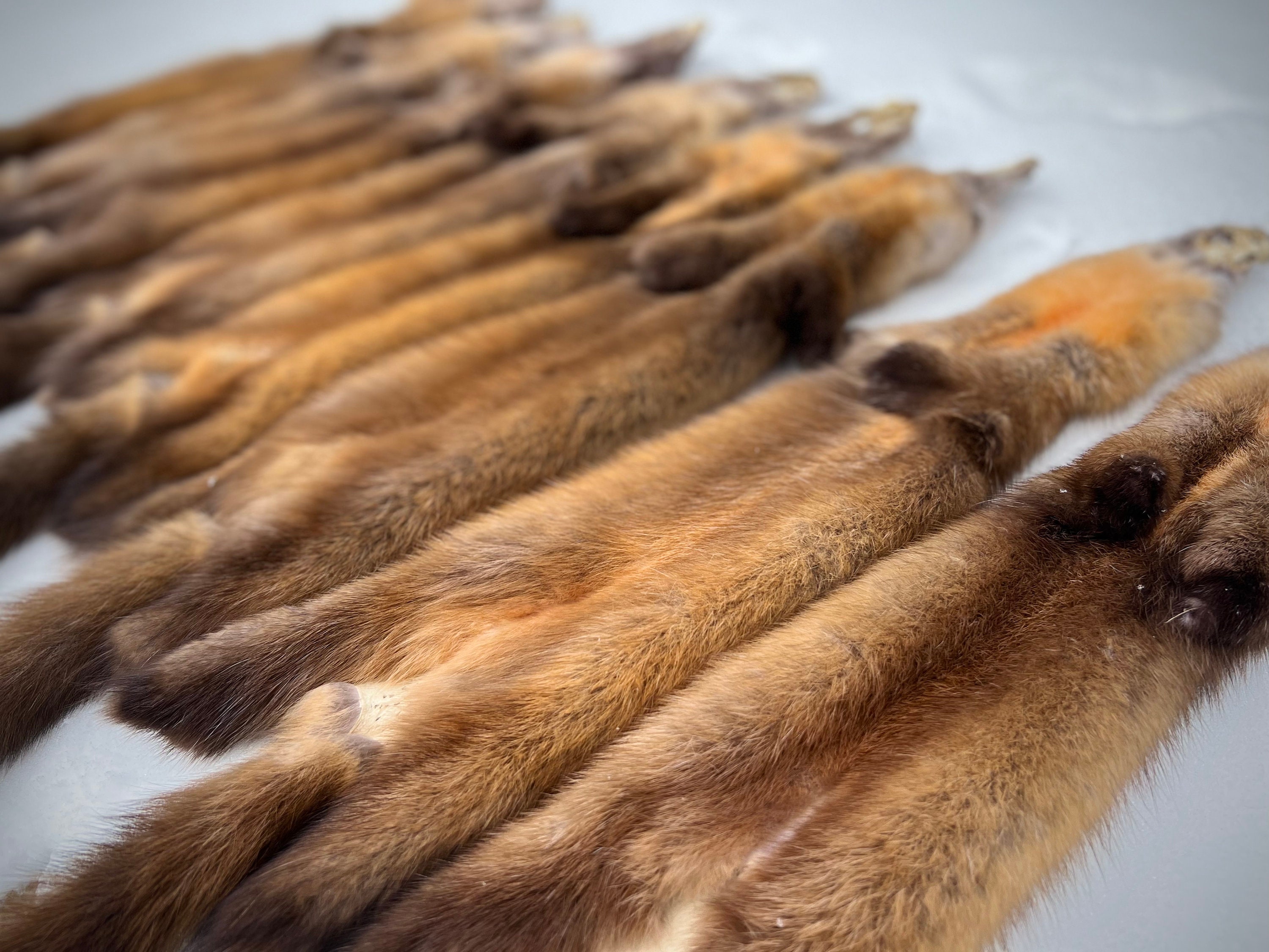 L/XL Maine Pine Marten sable Pelts, Prime, Northern Maine ...