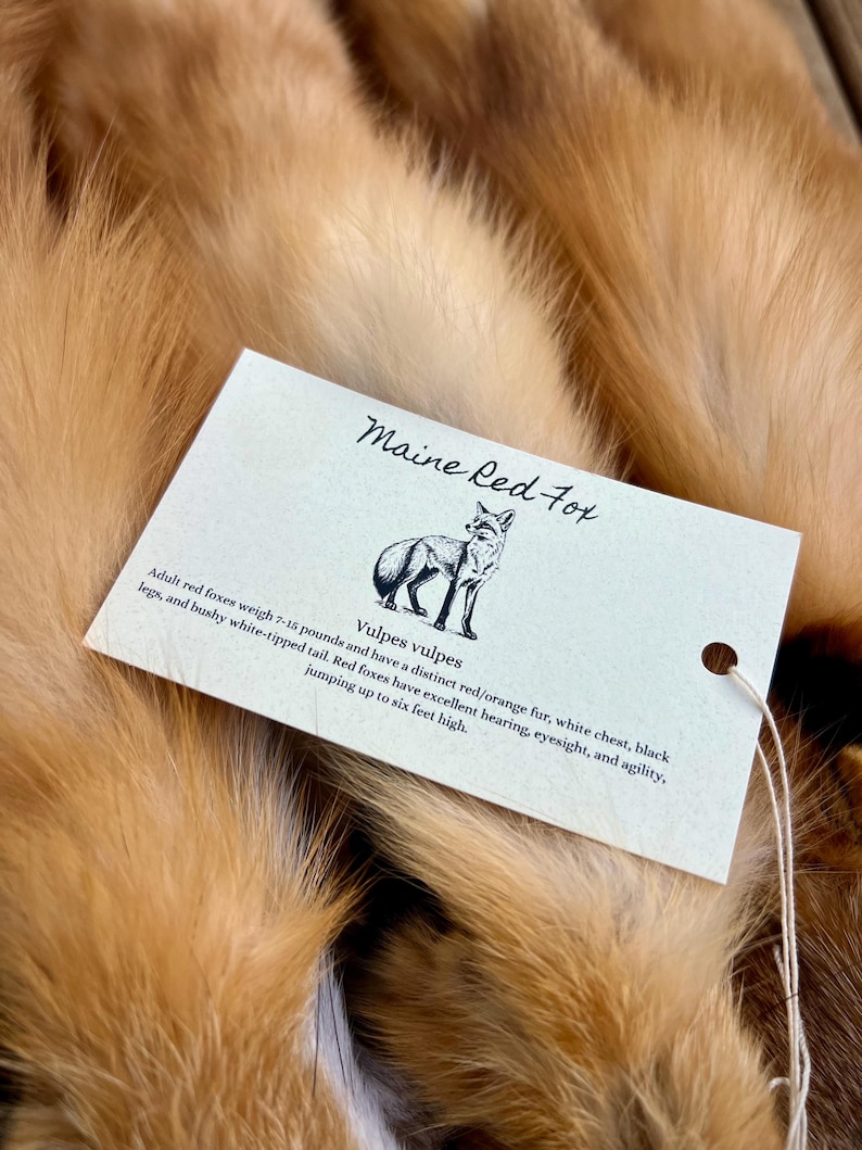 Maine Red Fox Pelt, Prime, Professionally Soft Tanned/garment Tanned - Etsy