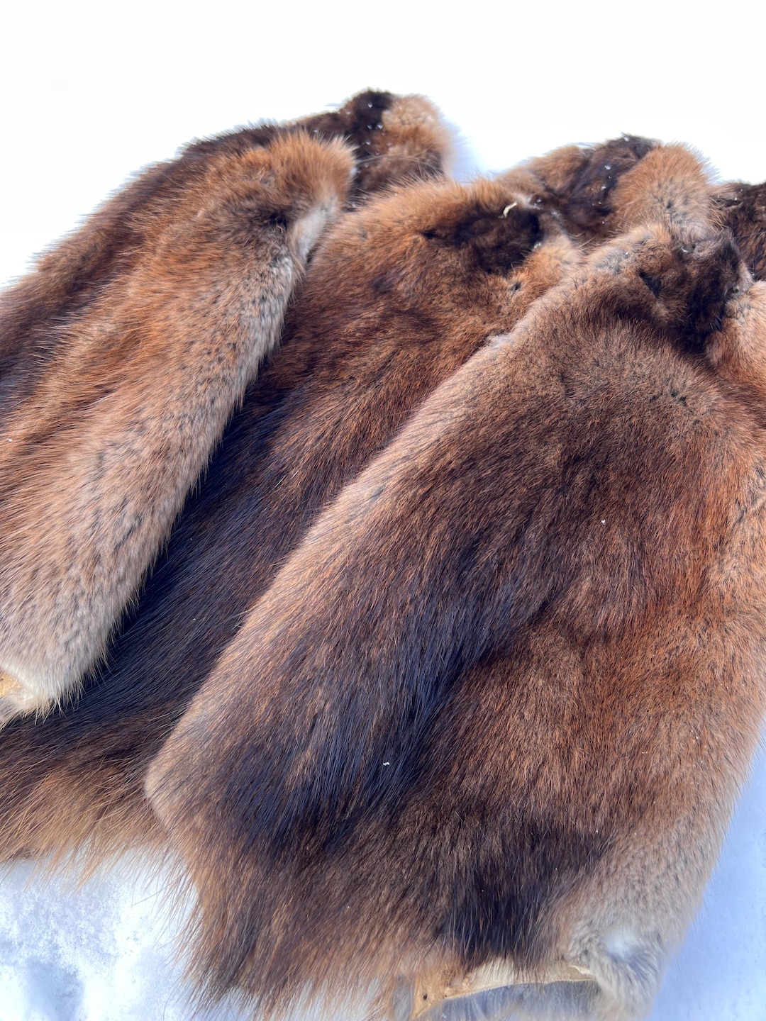 Maine Muskrat Pelt - Prime, Professionally Garment Soft Tanned - Etsy