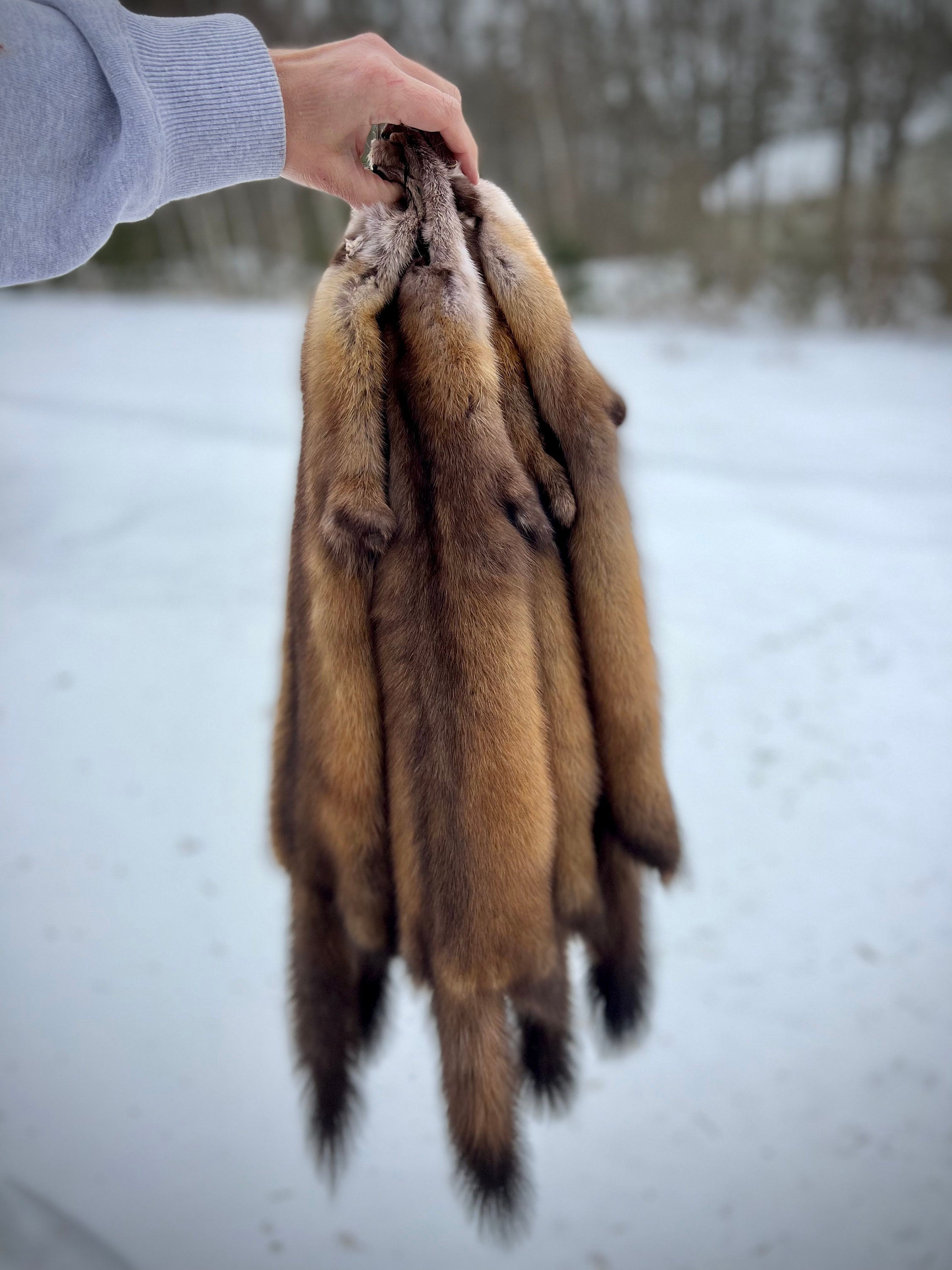L/XL Maine Pine Marten sable Pelts, Prime, Northern Maine ...