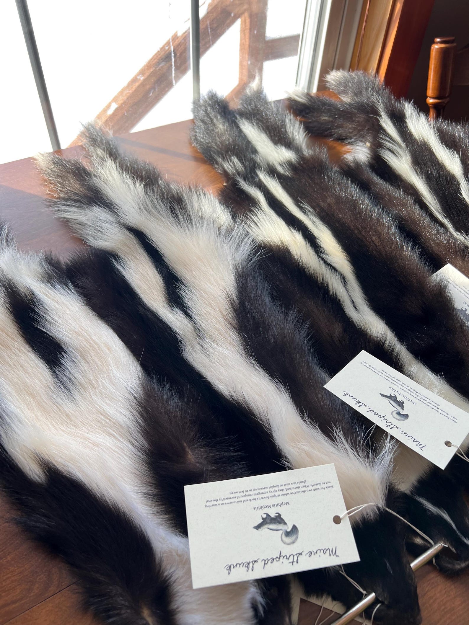 Maine Skunk Pelt, Prime Northern Skunk, Professionally Soft Tanned - Etsy