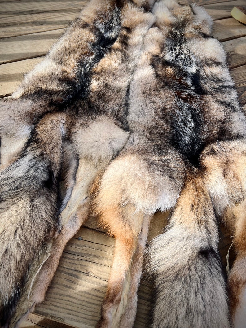 Eastern Coyote Pelt: Prime Wild Fur - Garment Grade, Professionally ...