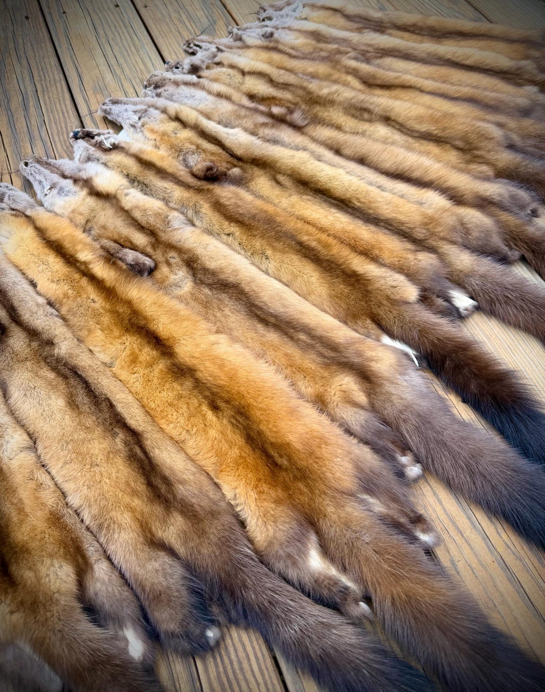 Maine Pine Marten/sable Pelts - Prime, Northern Maine, Professionally ...