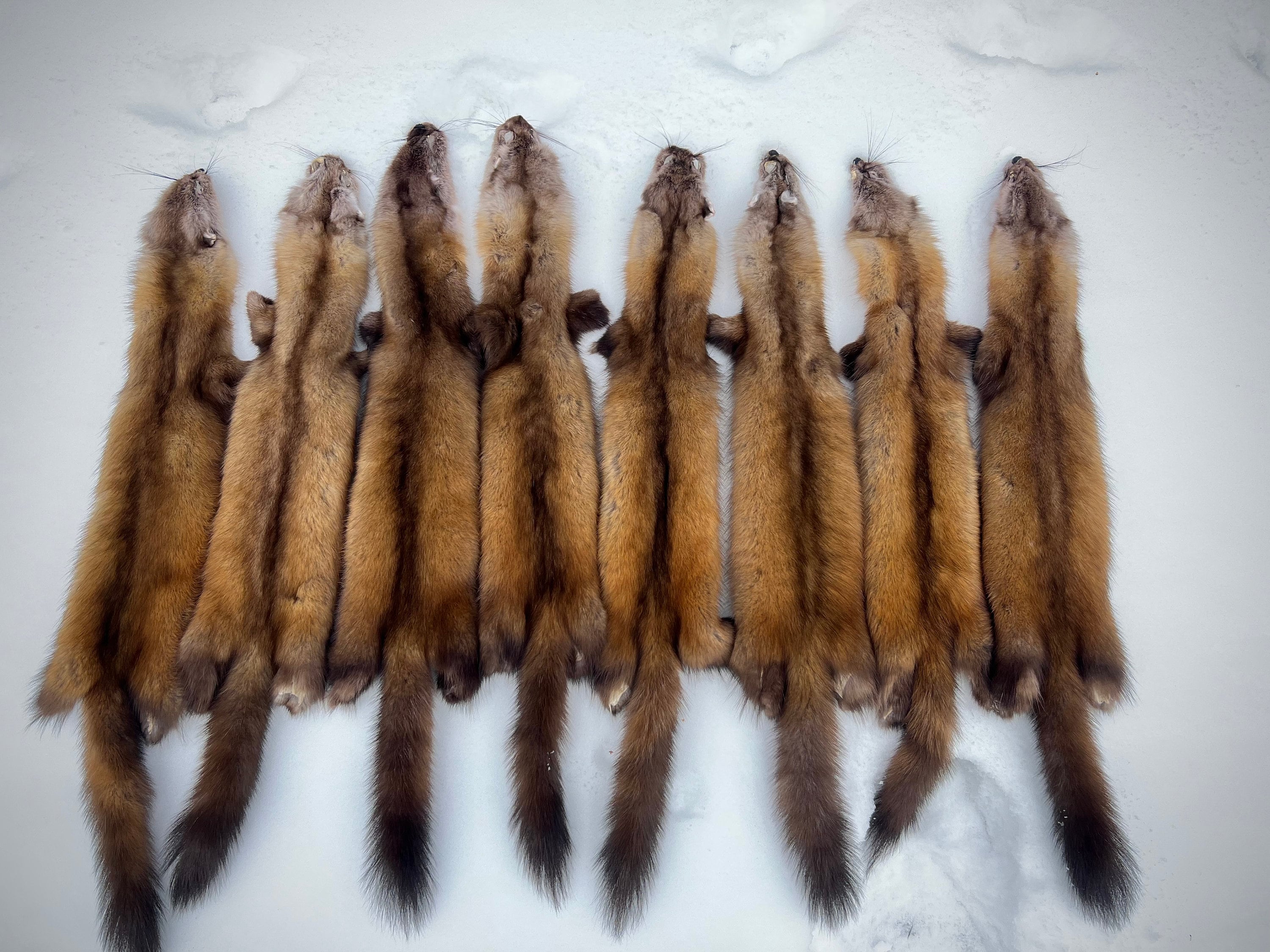 L/XL Maine Pine Marten sable Pelts, Prime, Northern Maine ...