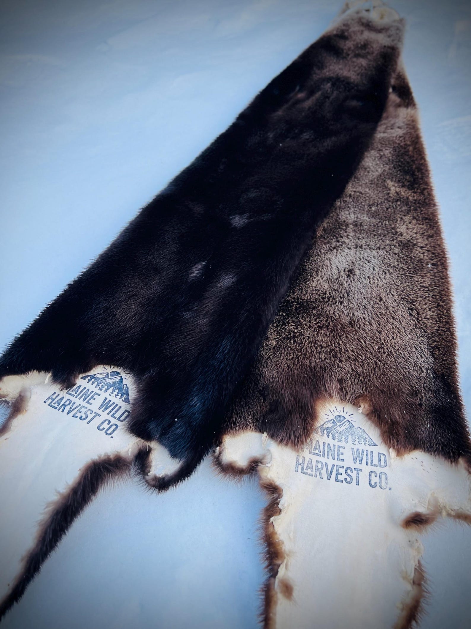 Maine Otter Pelt - Prime, Professionally Soft Tanned/garment Tanned - Etsy