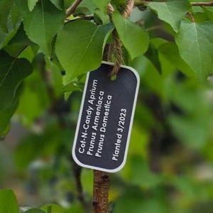 Custom Tree Identification Tag - Etsy