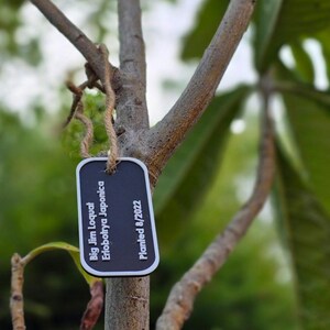 Custom Tree Identification Tag - Etsy
