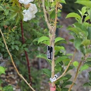 Custom Tree Identification Tag - Etsy