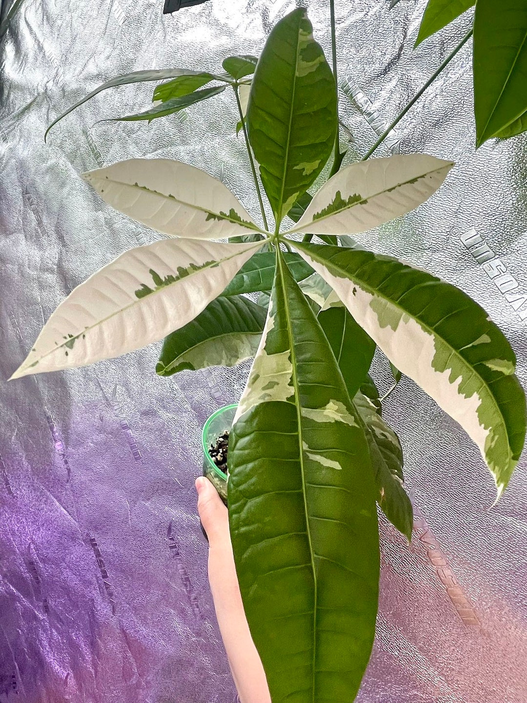 Money Tree Variegated - Rooted Branch - Cutting - US SELLER - Etsy