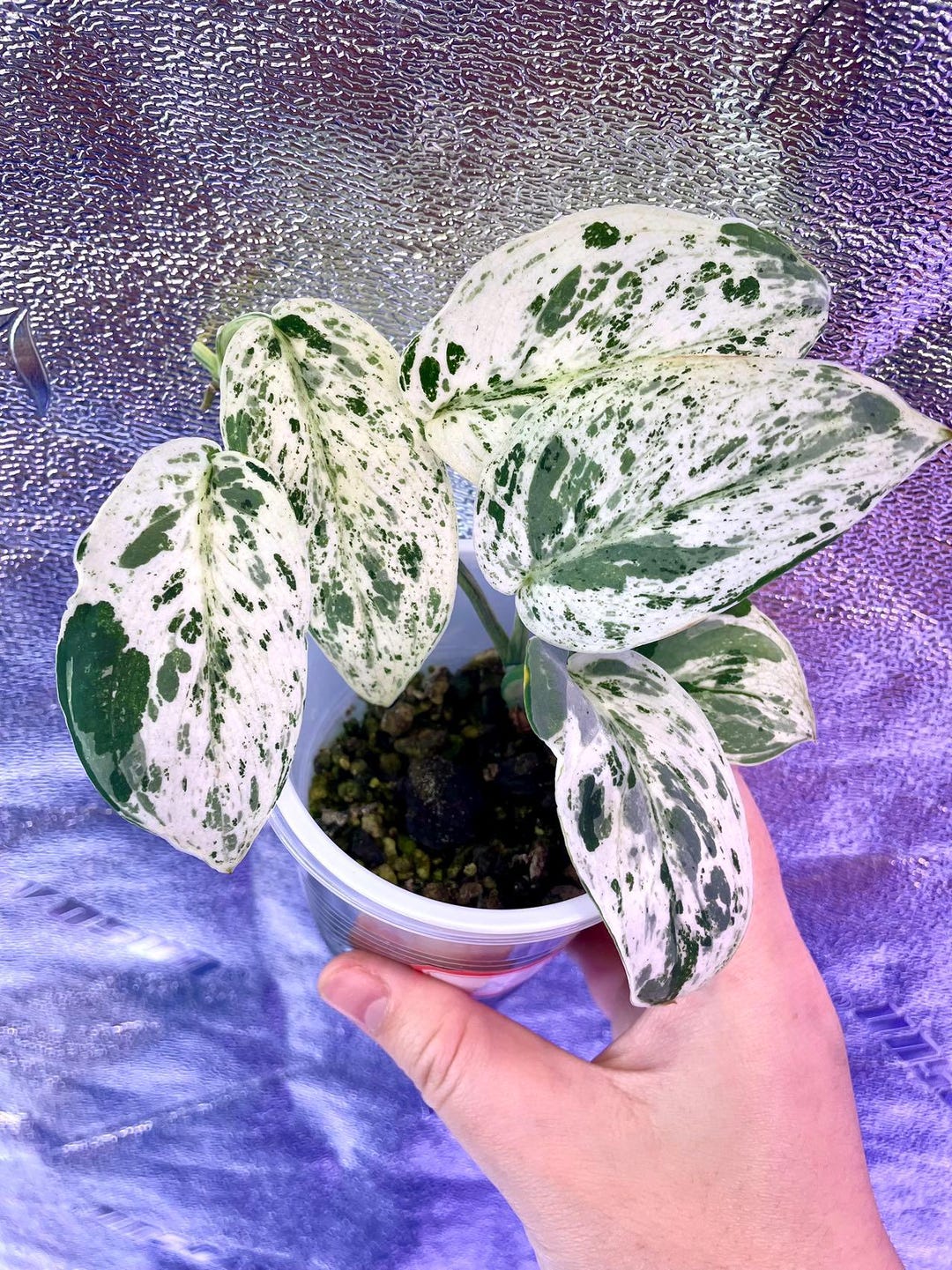 Scindapsus Jade Satin Marble - Add on Item - US SELLER - Etsy