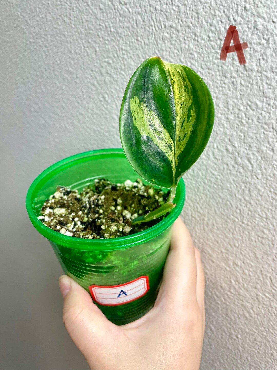 Scindapsus Variegated Treubii Dark Form US SELLER - Etsy