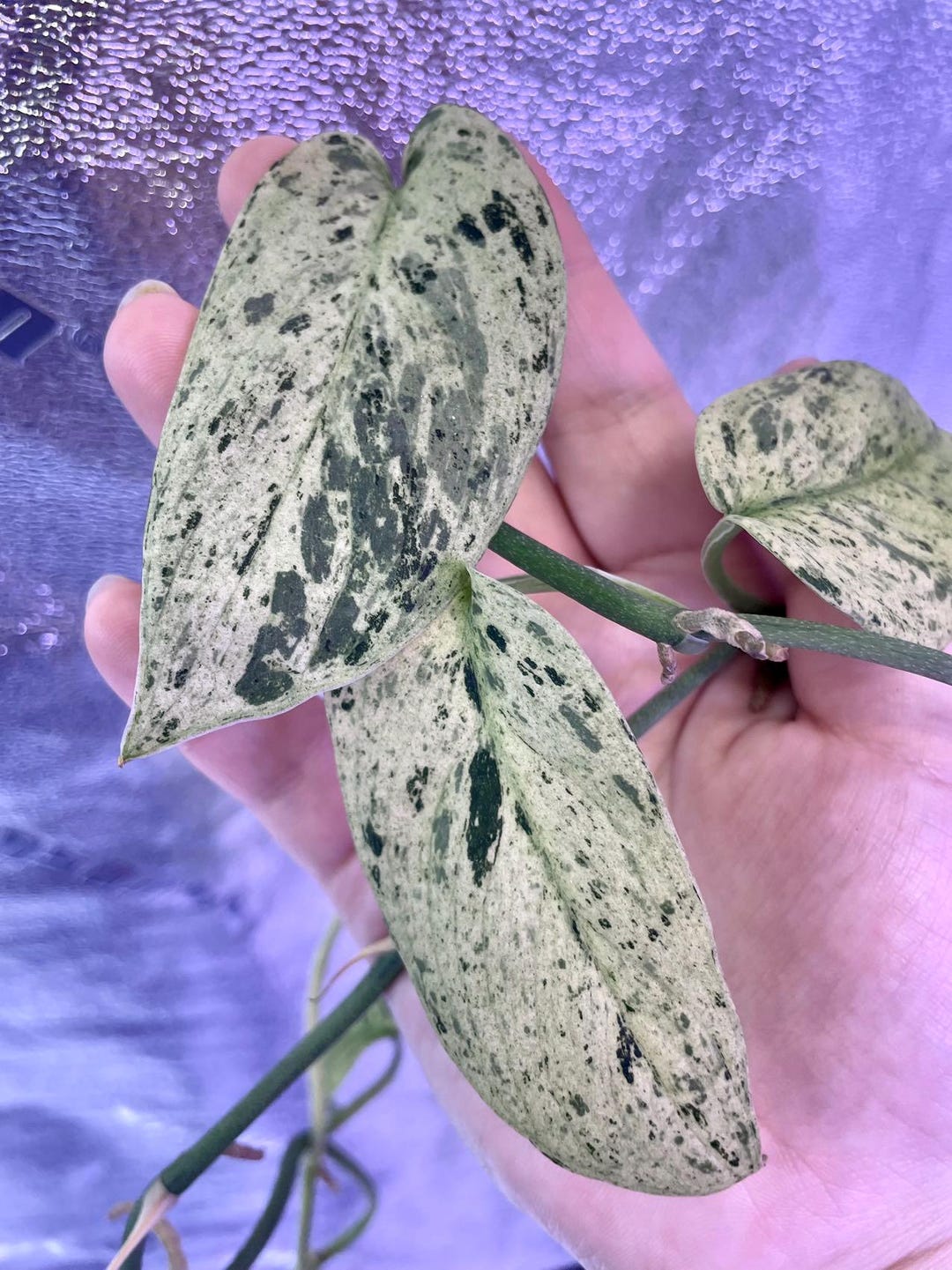 Variegated Scindapsus Blue Tears Fresh Cutting Bare Roots- US SELLER - Etsy
