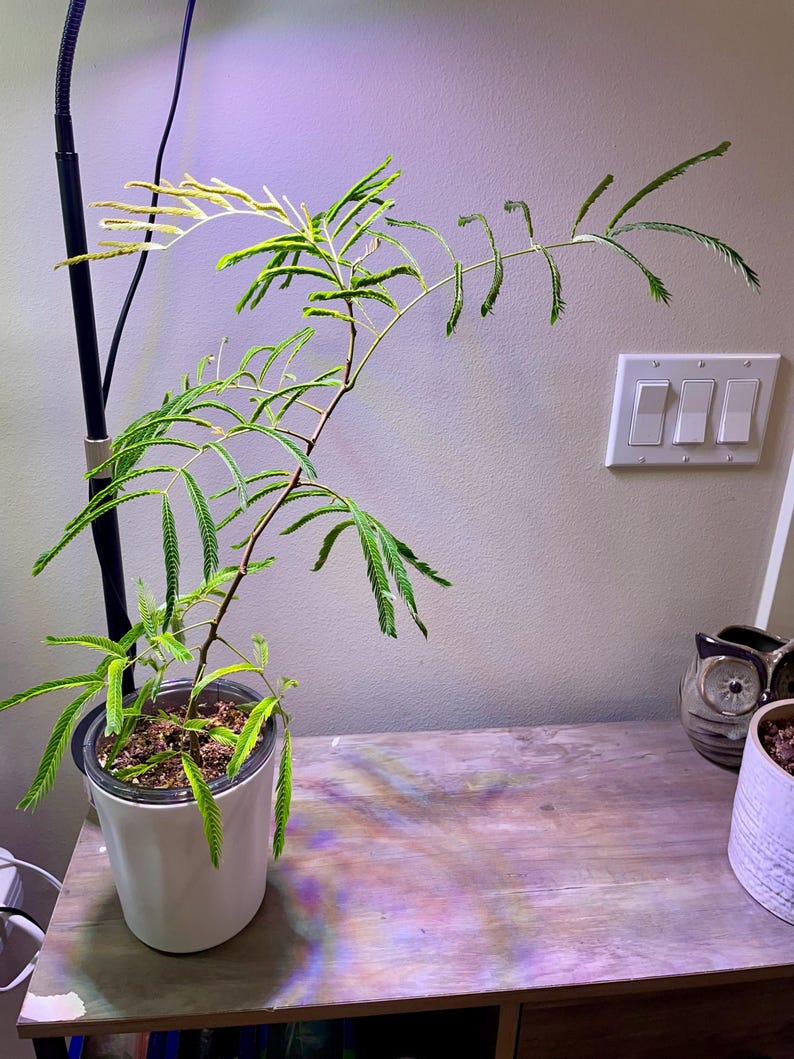 Everfresh Tree - Cojoba Arborea - US SELLER - Etsy