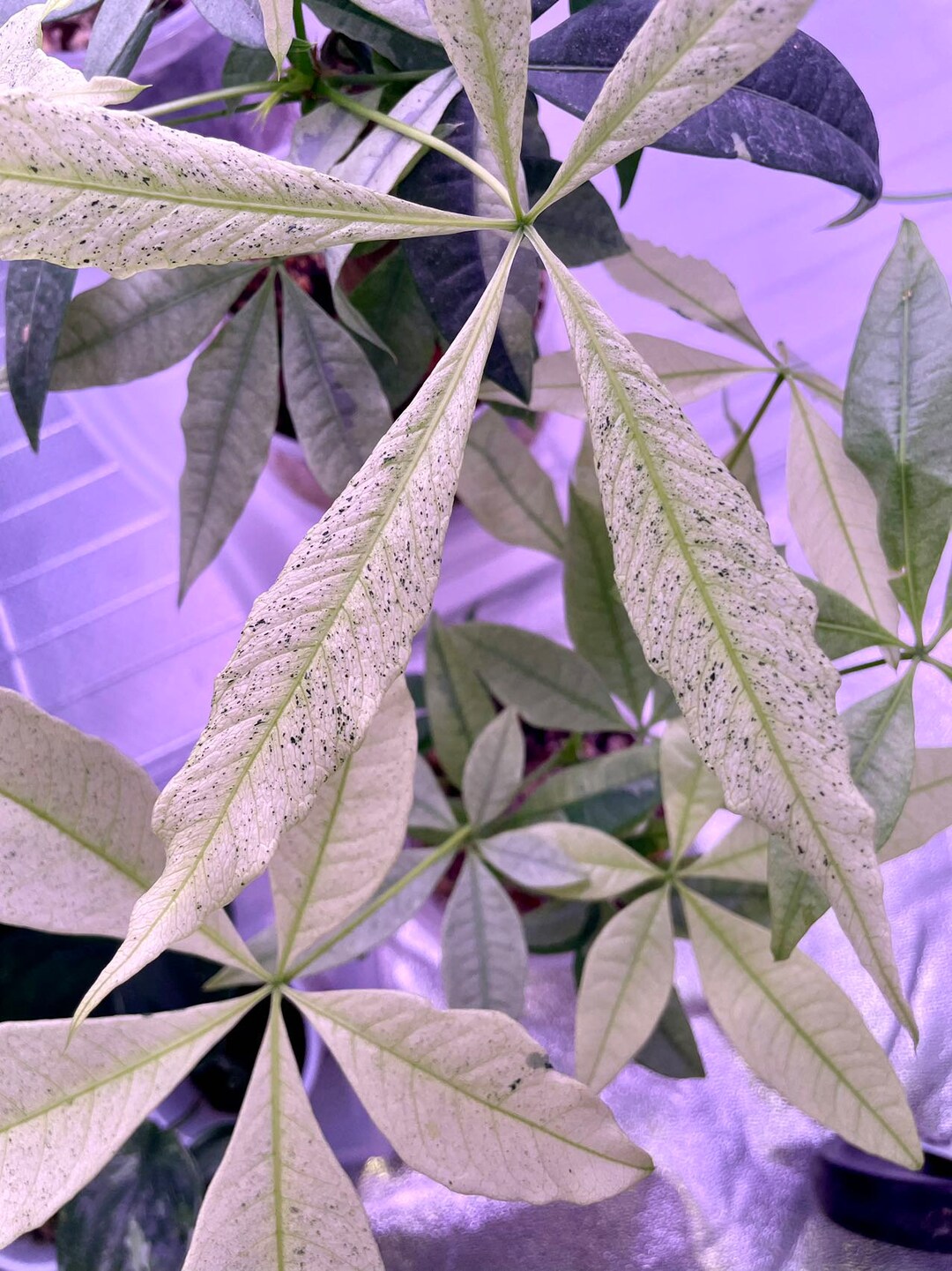 Money Tree Variegated - Full Mint - Ultra Rare - US SELLER - Etsy