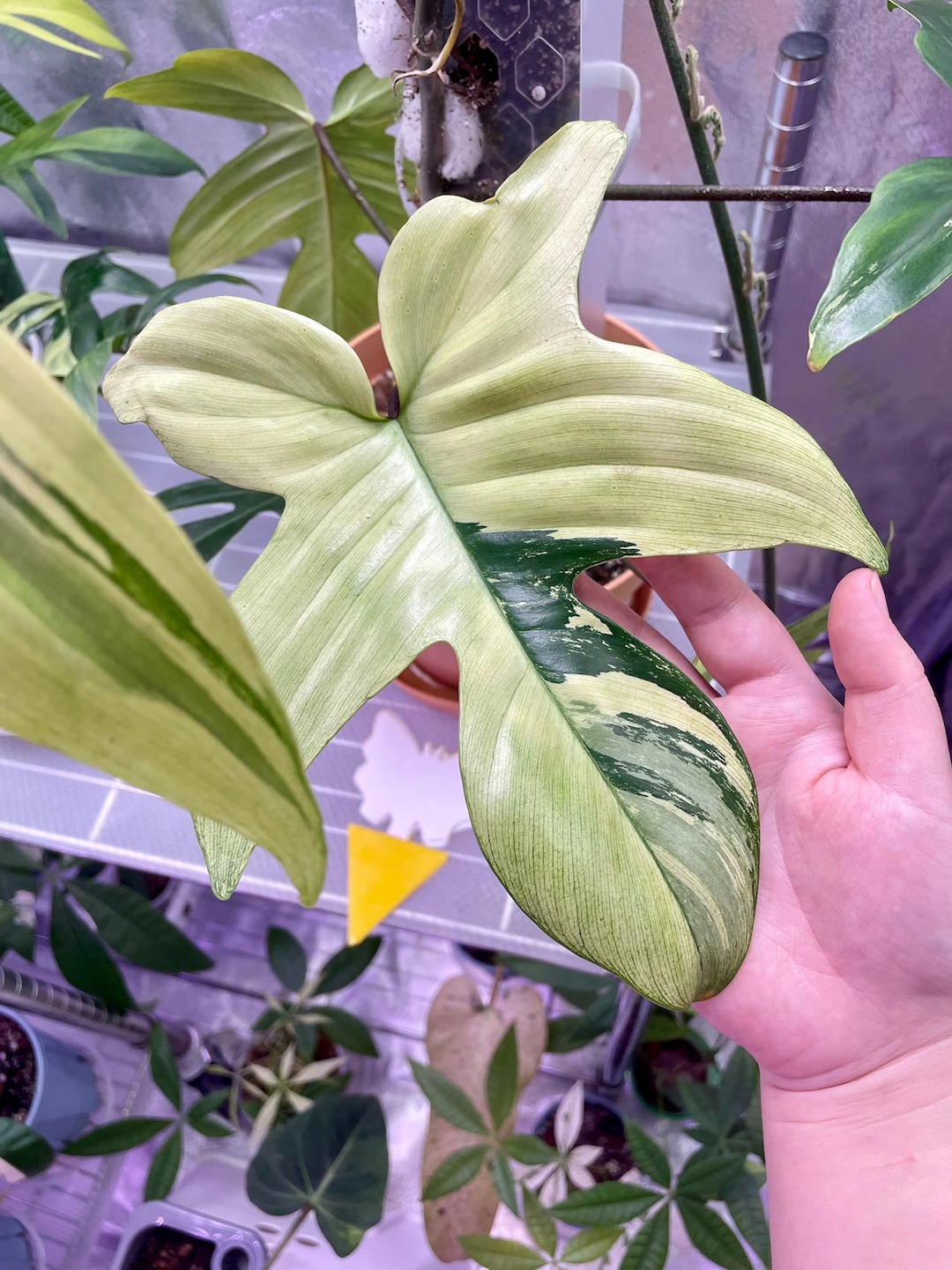 Philodendron Florida Mint - US SELLER - Etsy