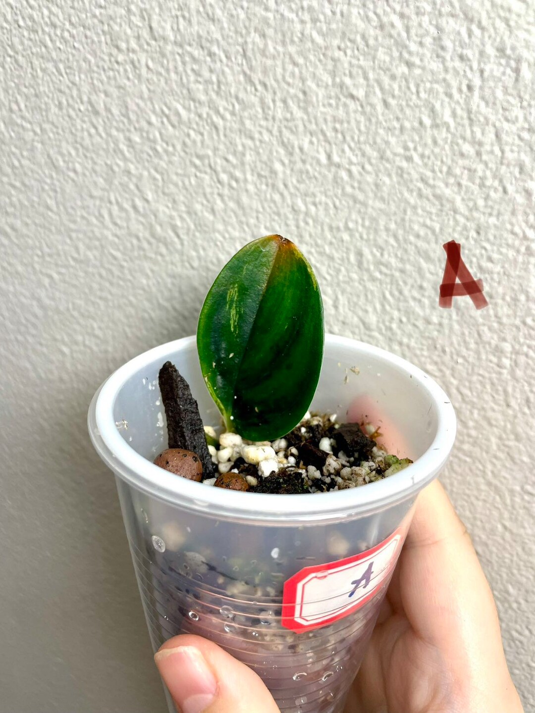 Scindapsus Variegated Treubii Dark Form US SELLER - Etsy