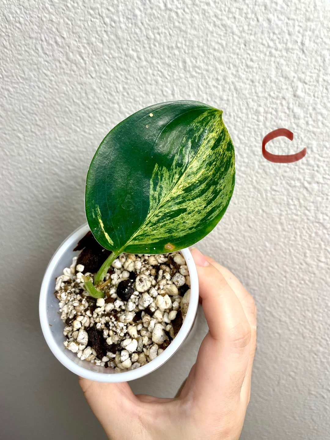 Scindapsus Variegated Treubii Dark Form US SELLER - Etsy
