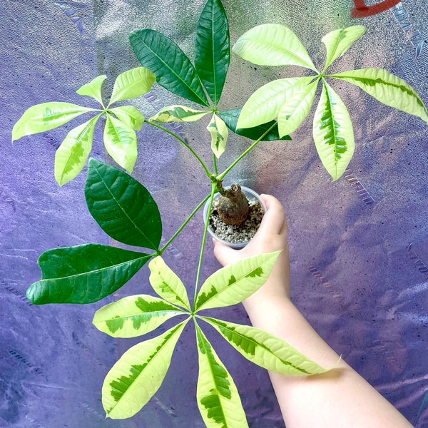 Variegated Money Tree - Etsy