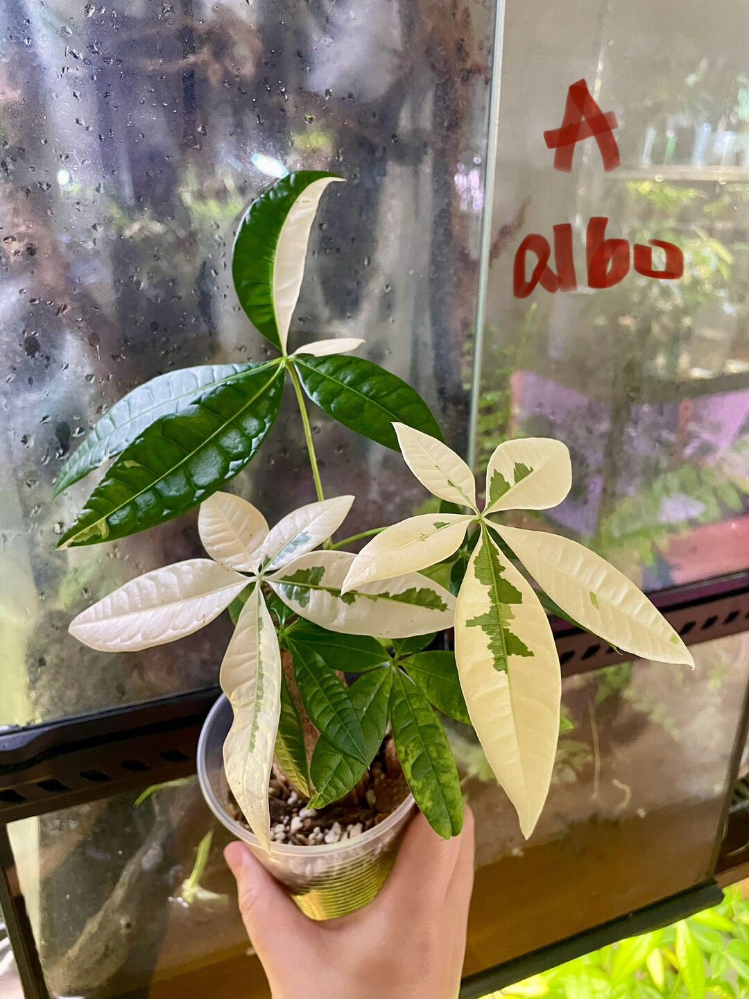 Variegated Money Tree Pachira Albo Rare Special Deal US SELLER - Etsy