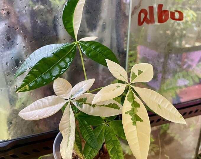 Variegated Money Tree Pachira Albo Rare - Special Deal - US SELLER - Etsy