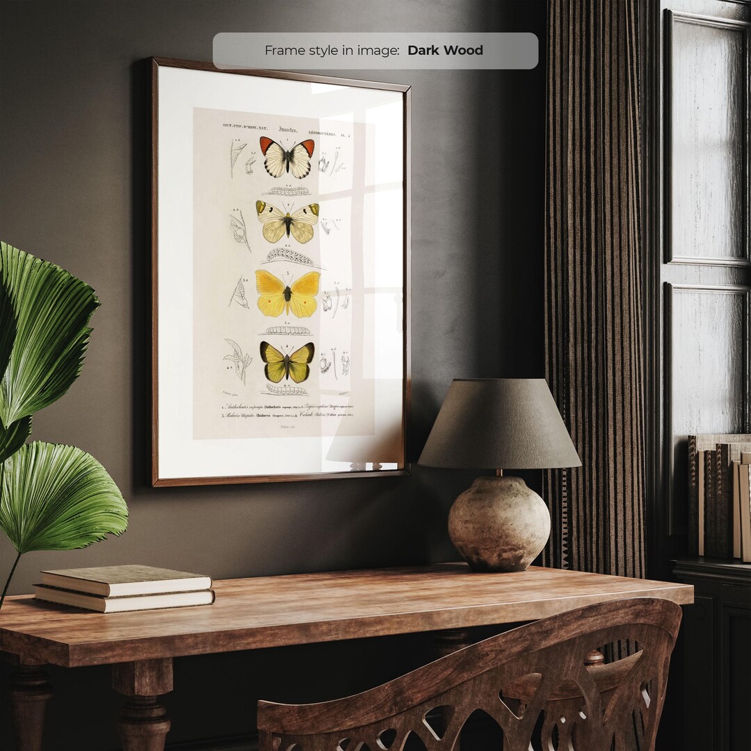 Lámina enmarcada de mariposa vintage – Arte mural de insectos estilo ...
