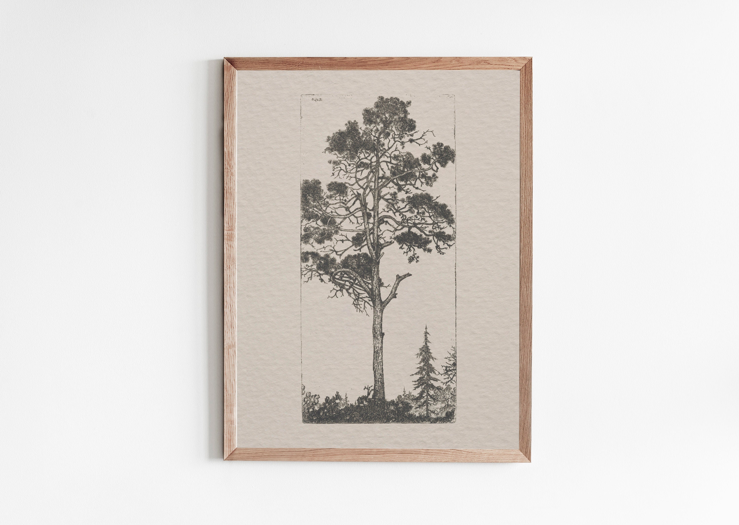 Pitch Pine Tree Sketch Print Minimalist Tree Etching - Etsy