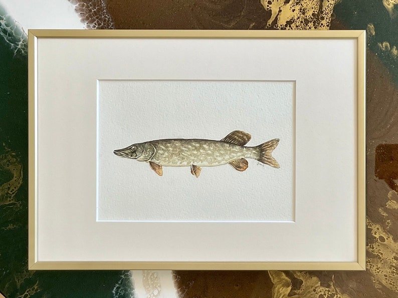Pike Fish Realistic Watercolor Painting, Framed Art for Home, Gift for ...