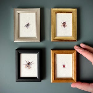 Framed Insect Print Set: Tiny Vintage Style Bug Art for Botanical ...