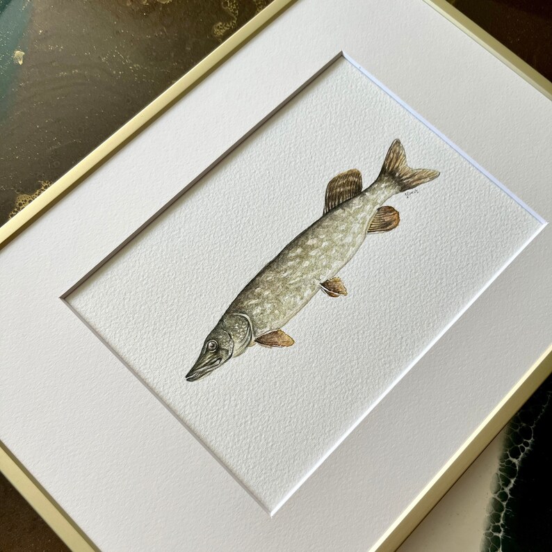 Pike Fish Realistic Watercolor Painting, Framed Art for Home, Gift for ...