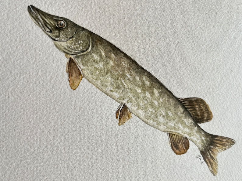 Pike Fish Realistic Watercolor Painting, Framed Art for Home, Gift for ...