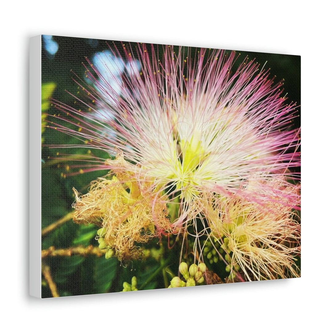 Mimosa Tree Flower Canvas Print - Etsy