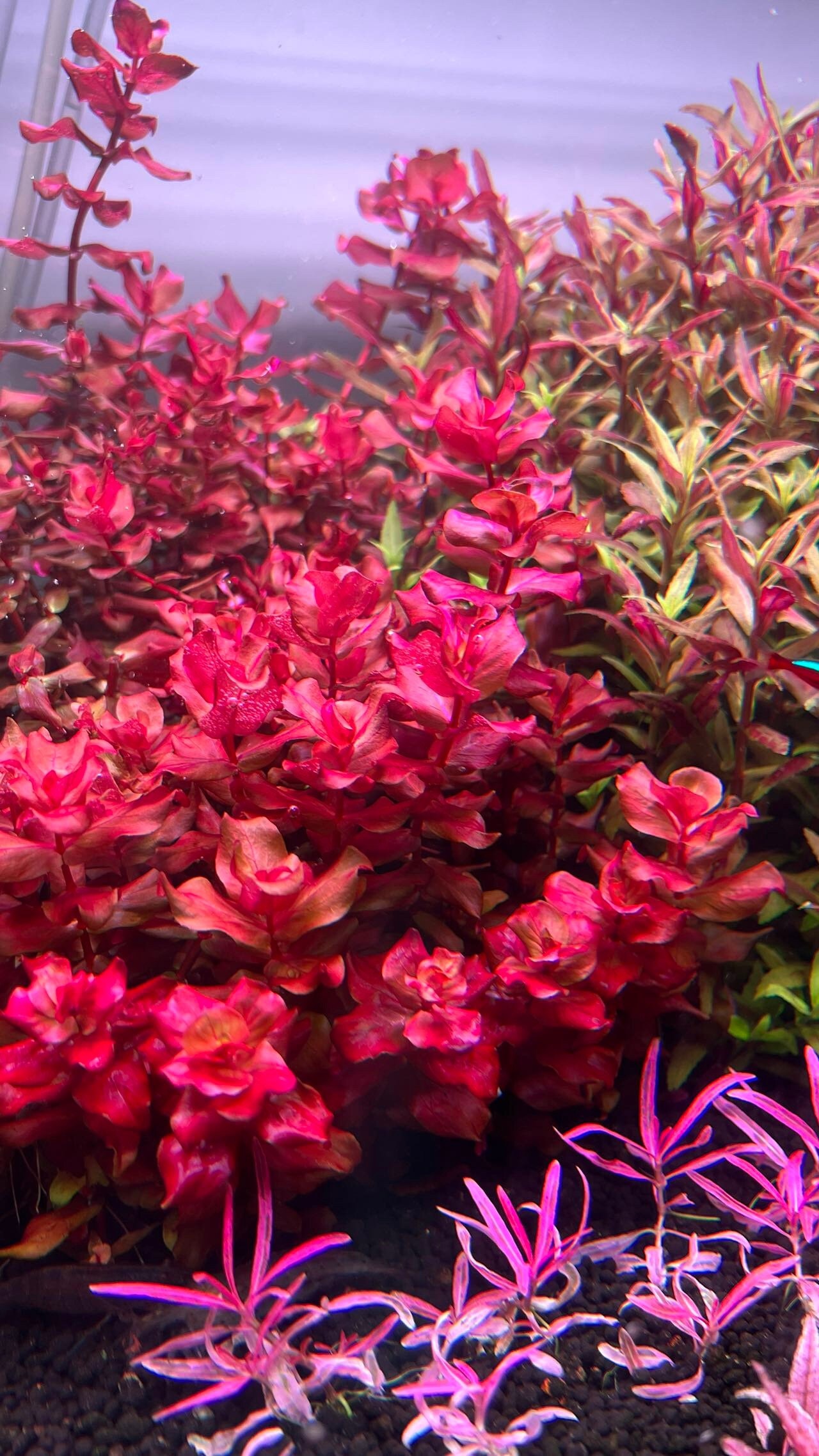 Rotala Macrandra Red