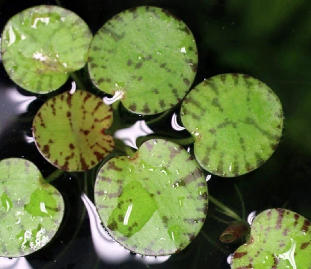 Tiger Stripe Frogbit Floaters Rare 2 Oz Cup - Etsy