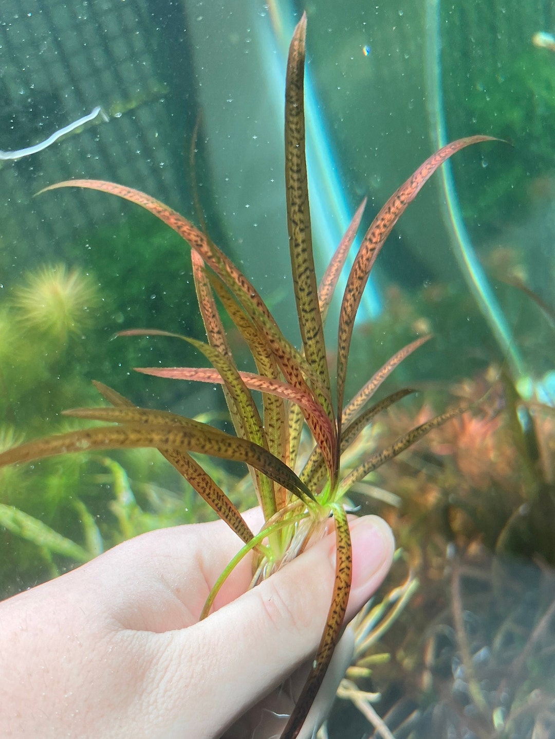 Vallisneria Spiralis Red