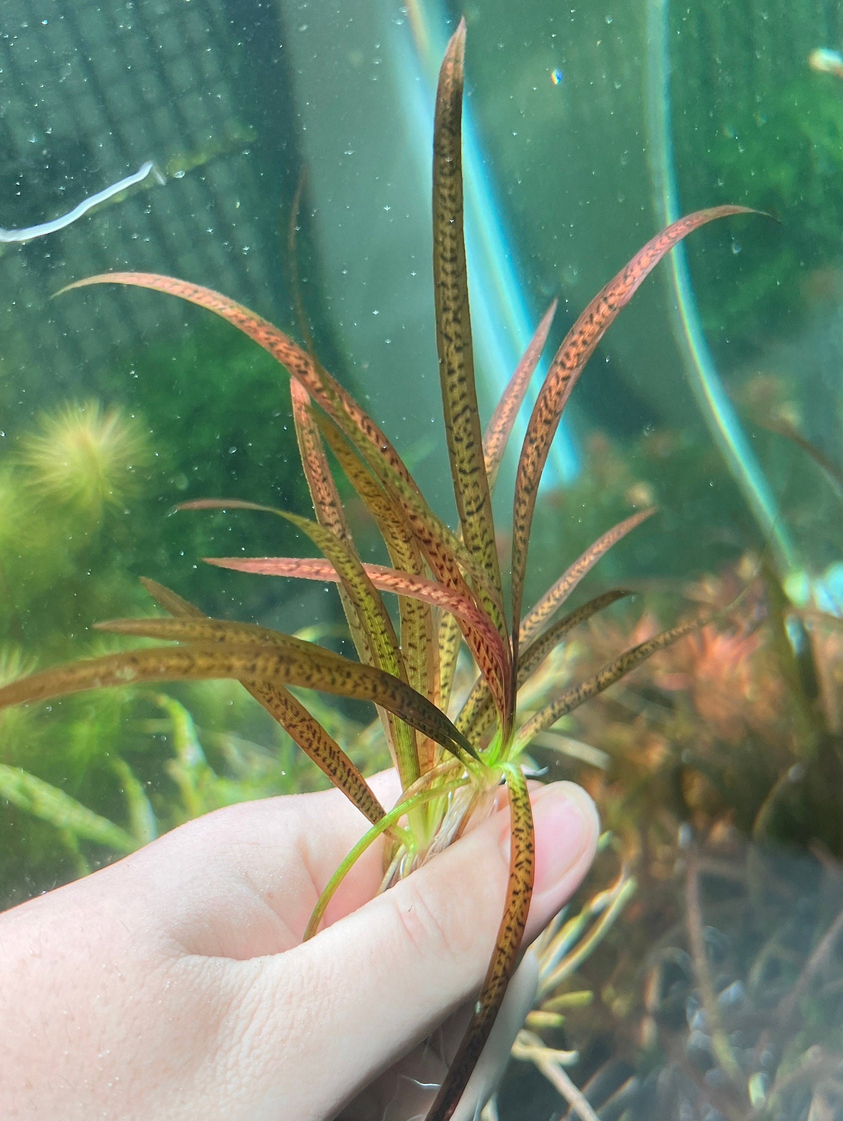 Vallisneria Spiralis Tiger