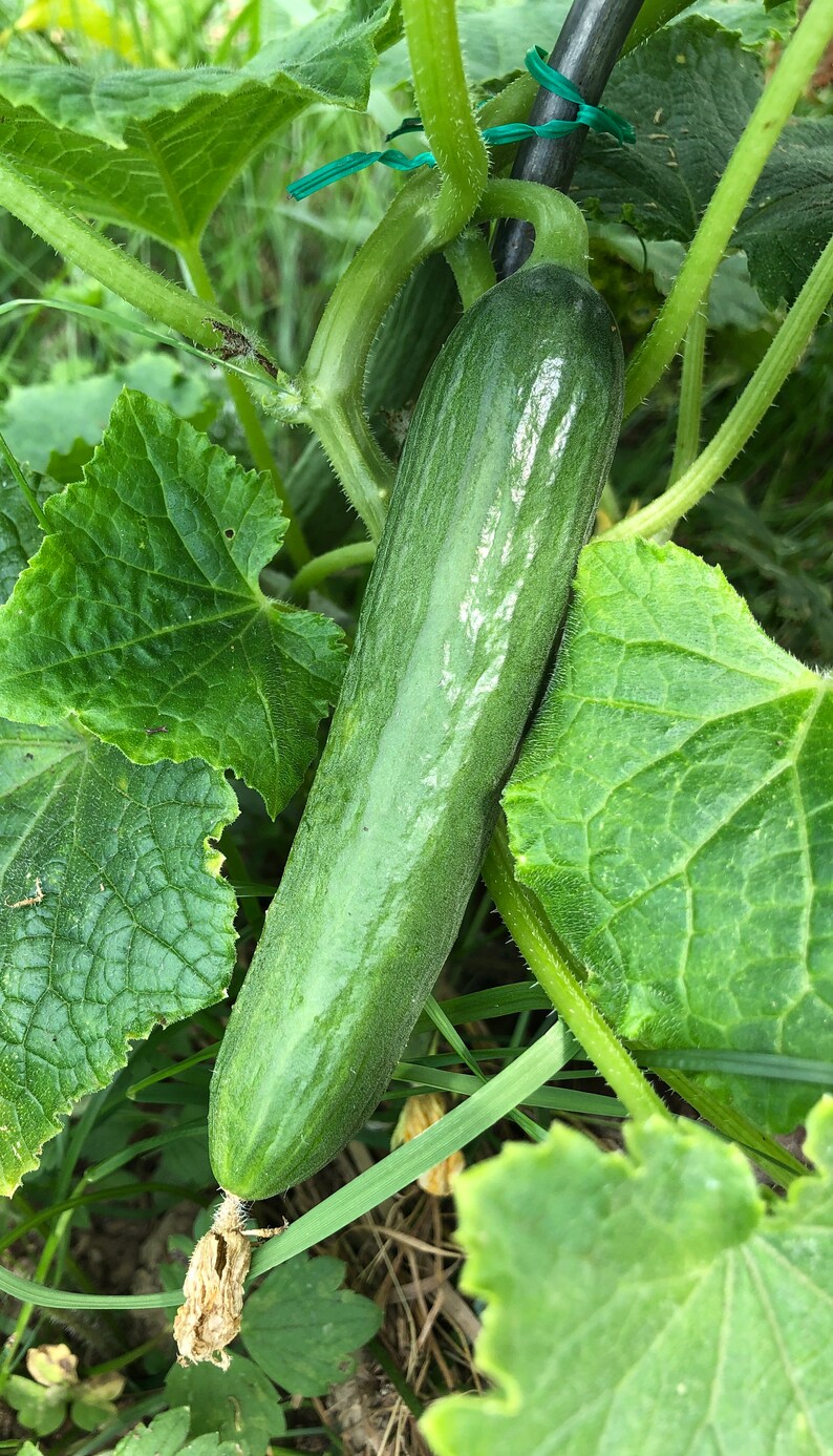 Cleopha Gurke Samen, alte und historische Gemüse Sorten, für ...