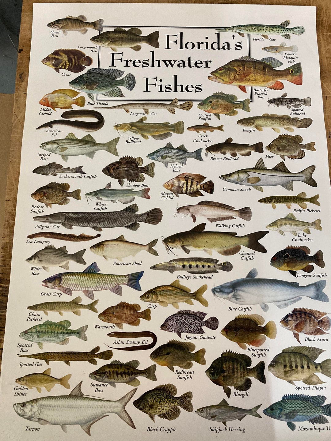Florida Freshwater Fishes Wall Plak - Etsy