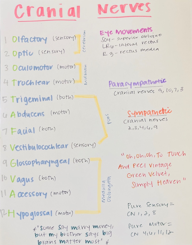 Cranial Nerves - Etsy