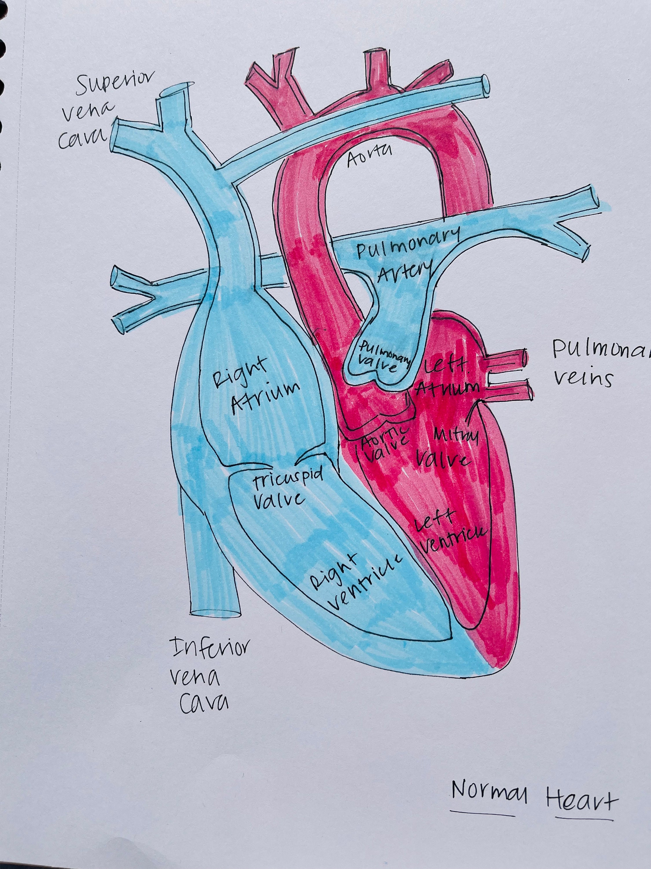 Heart Diagram - Etsy