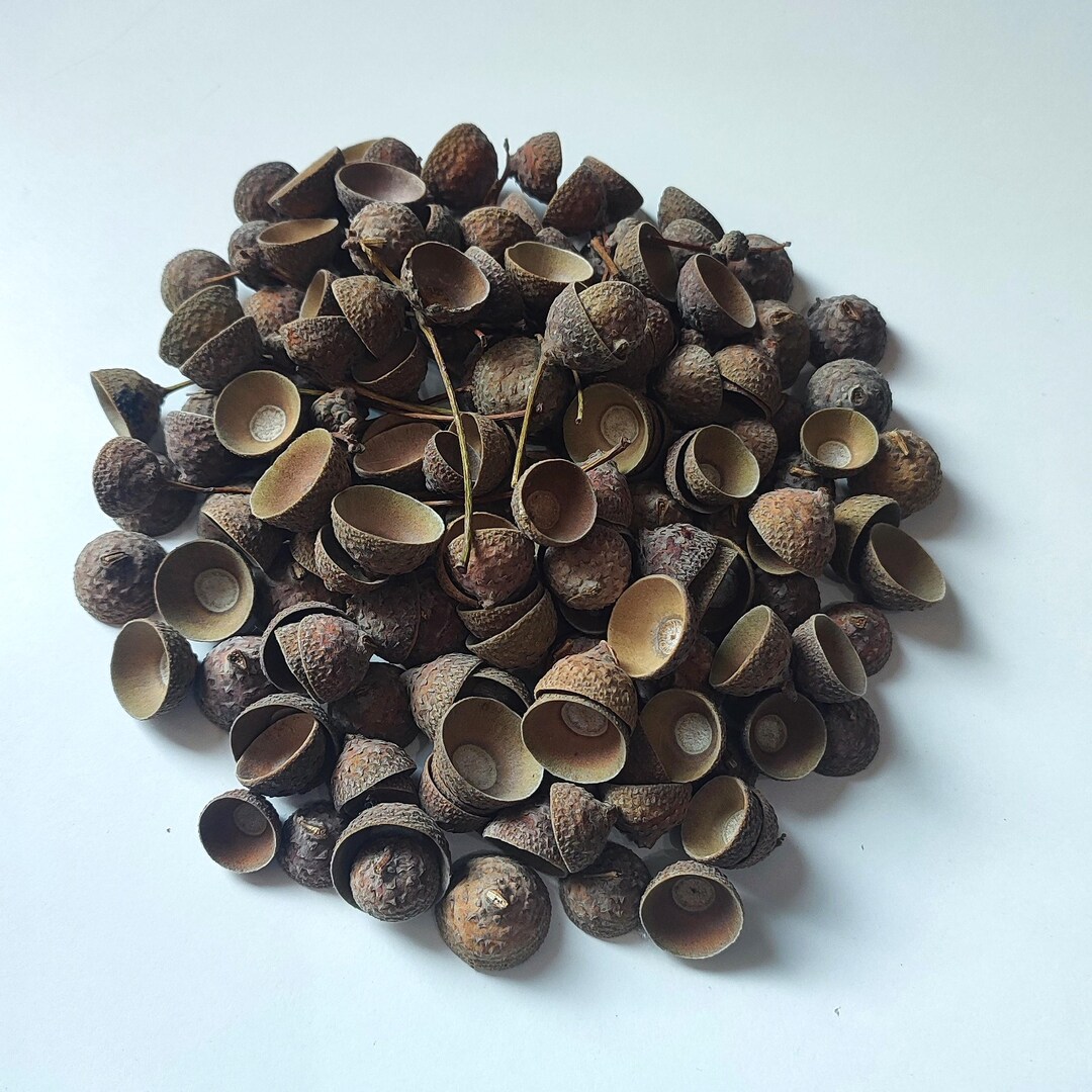 Acorn Caps - 120 Pcs in a Set. - Etsy