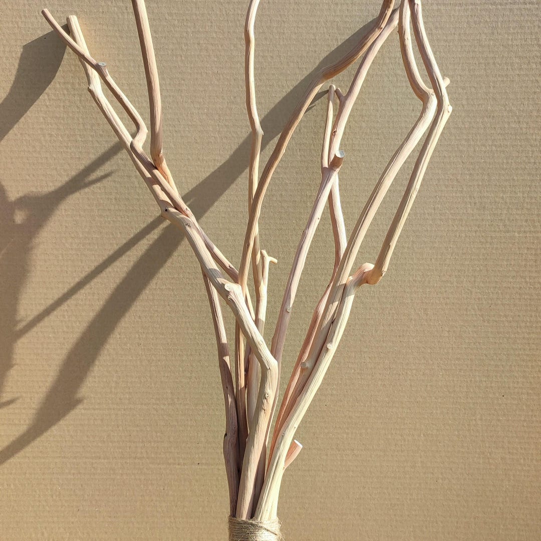 Oak Decorative Branches - Peeled and Dried. Oak Twigs With It's Unique ...