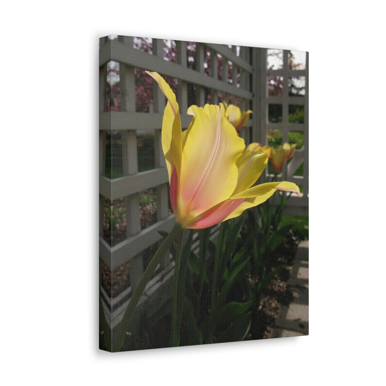 Yellow Tulip Canvas Print | Yellow Tulip Photo Print | Flower Wall Art ...