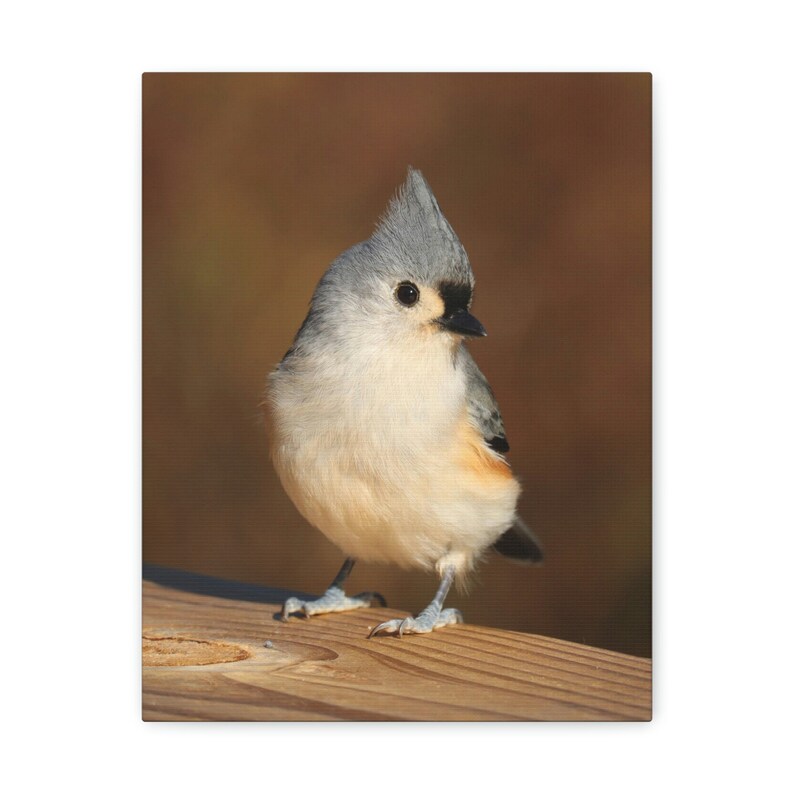 Tufted Titmouse Bird Canvas Print Titmouse Bird Print Small Bird Photo ...