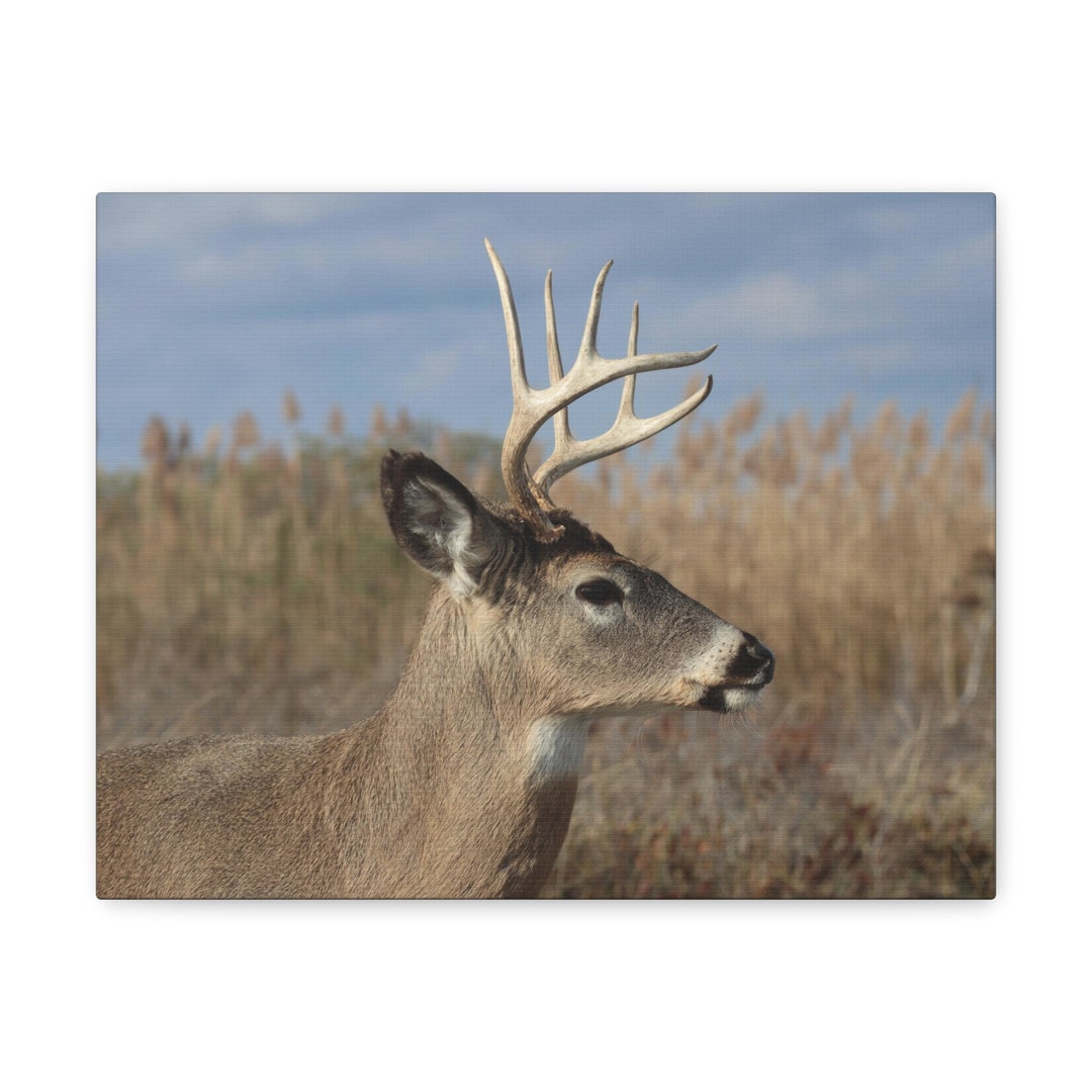 Deer Canvas Wall Art | Deer Photo Print | Nature Home Decor | Wildlife ...