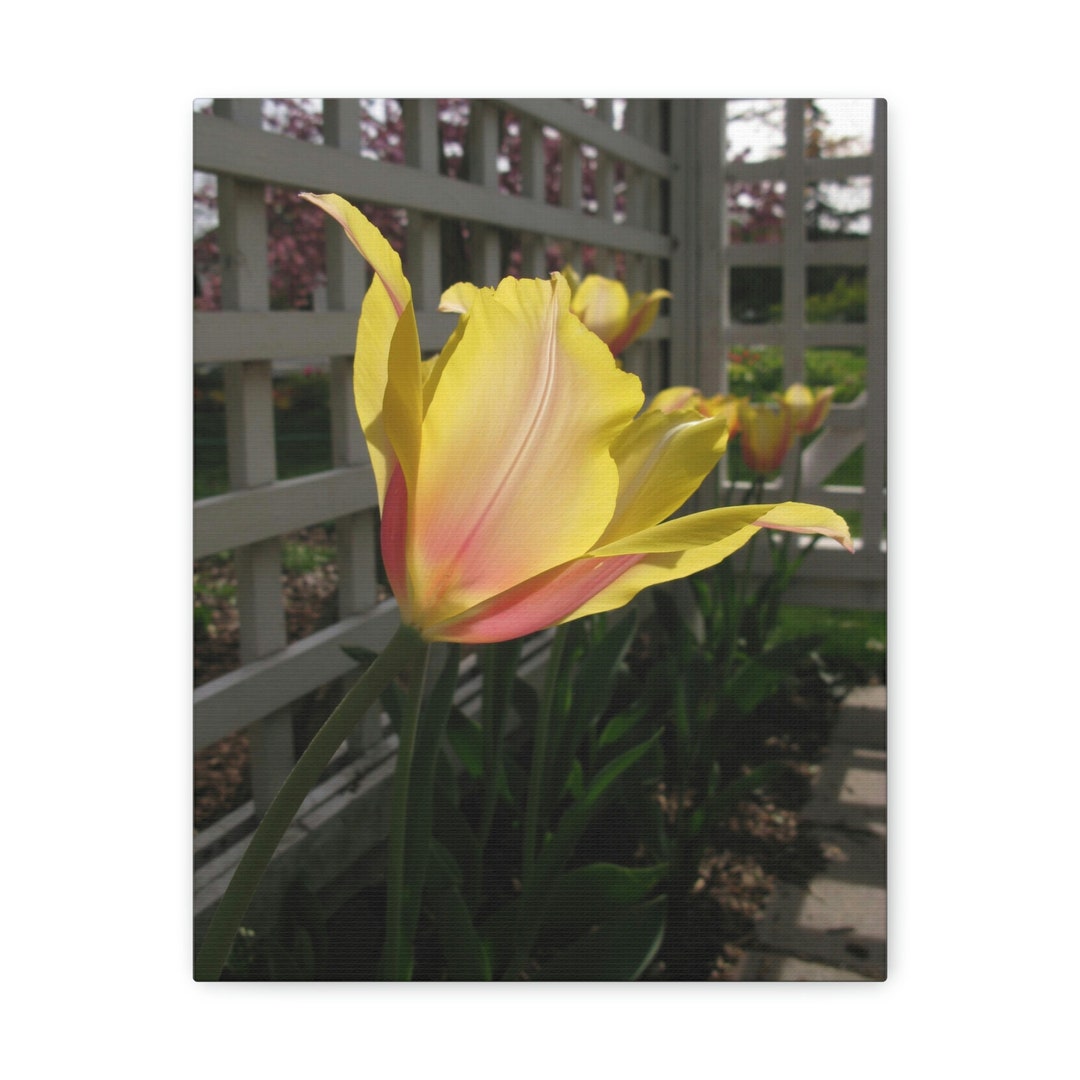 Yellow Tulip Canvas Print | Yellow Tulip Photo Print | Flower Wall Art ...