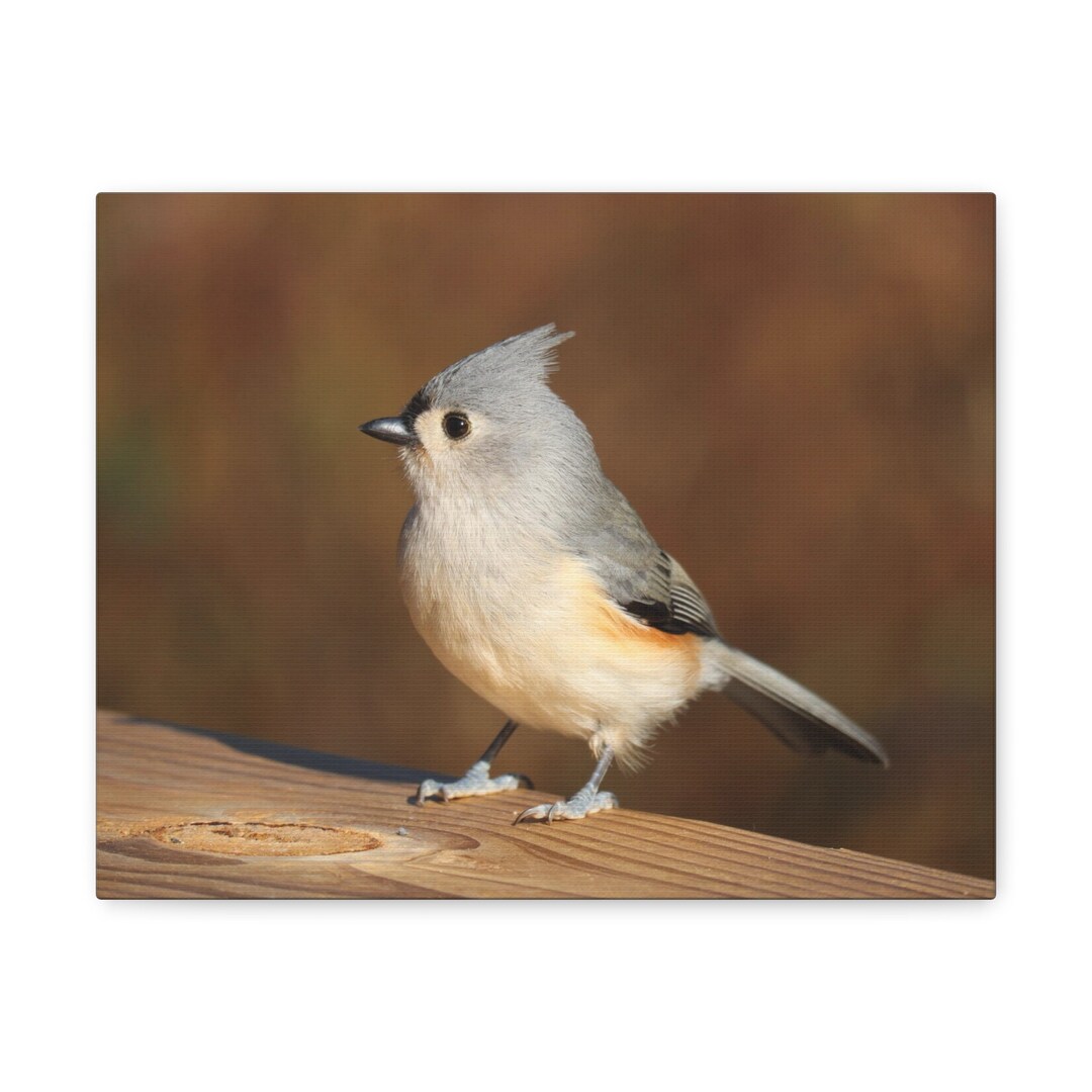Tufted Titmouse Photo Wall Art | Titmouse Bird Canvas Print | Bird Home ...