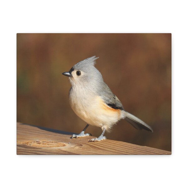 Tufted Titmouse - Etsy