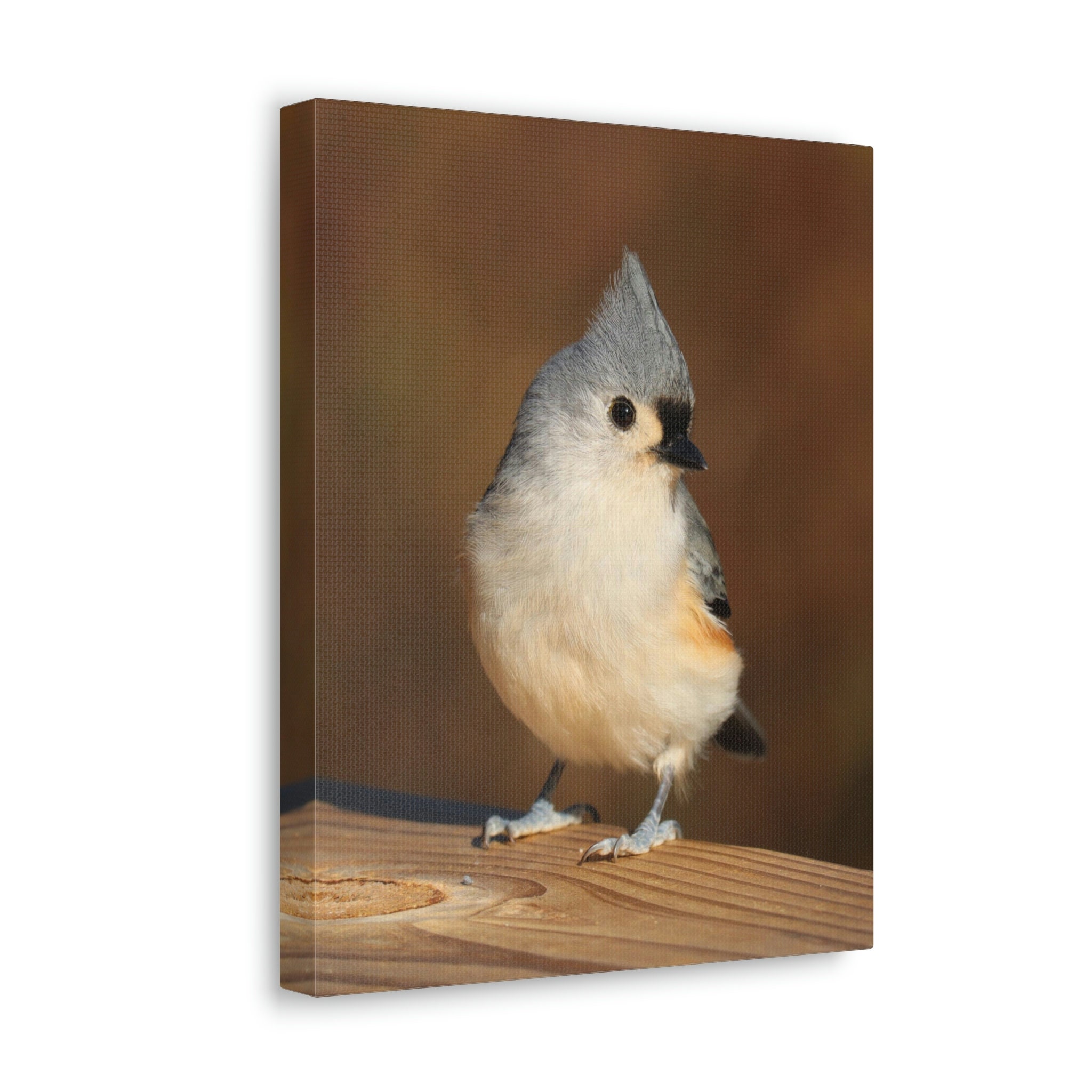Tufted Titmouse Bird Canvas Print - Titmouse Bird Print - Small Bird ...